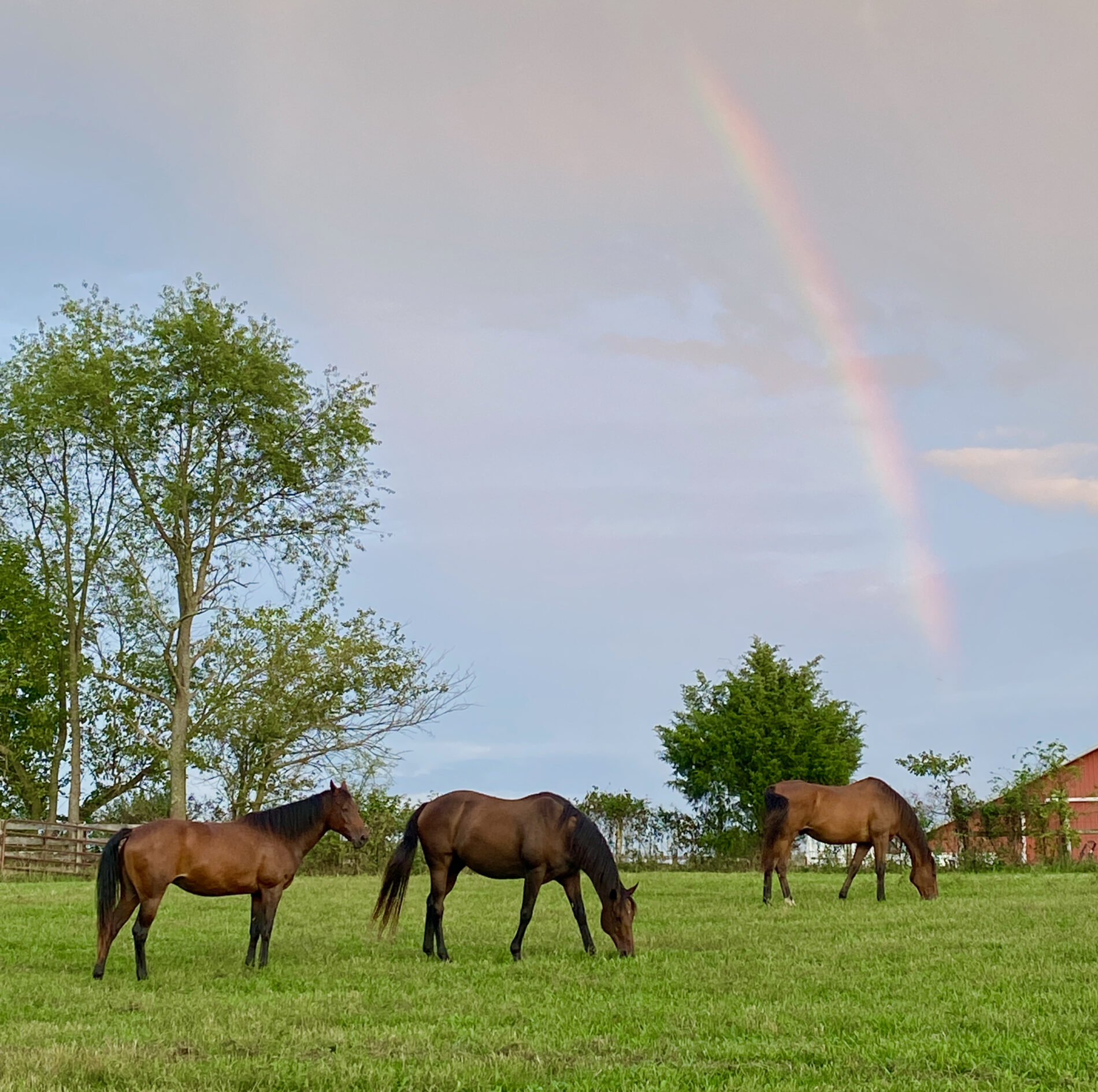 Protecting Horses - Gregory J. Reiter Memorial Fund