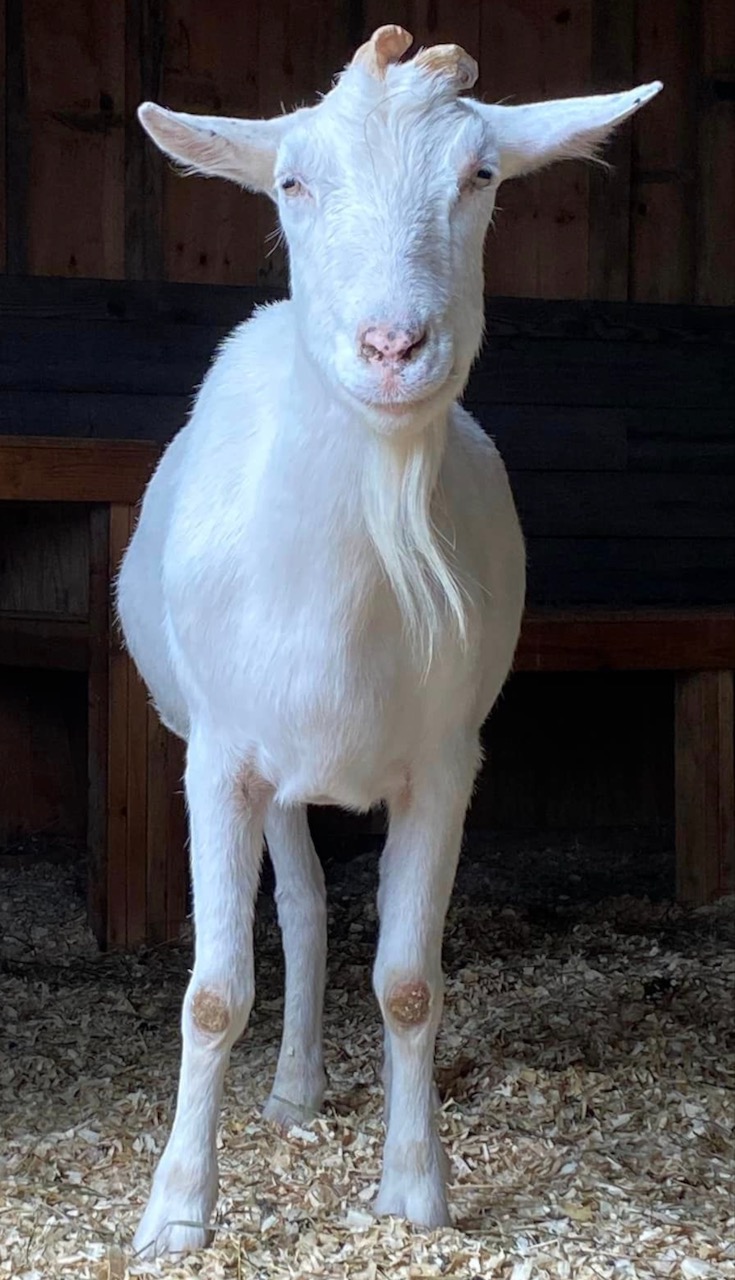 A perfect weekend at Woodstock Farm Sanctuary - Gregory J. Reiter ...